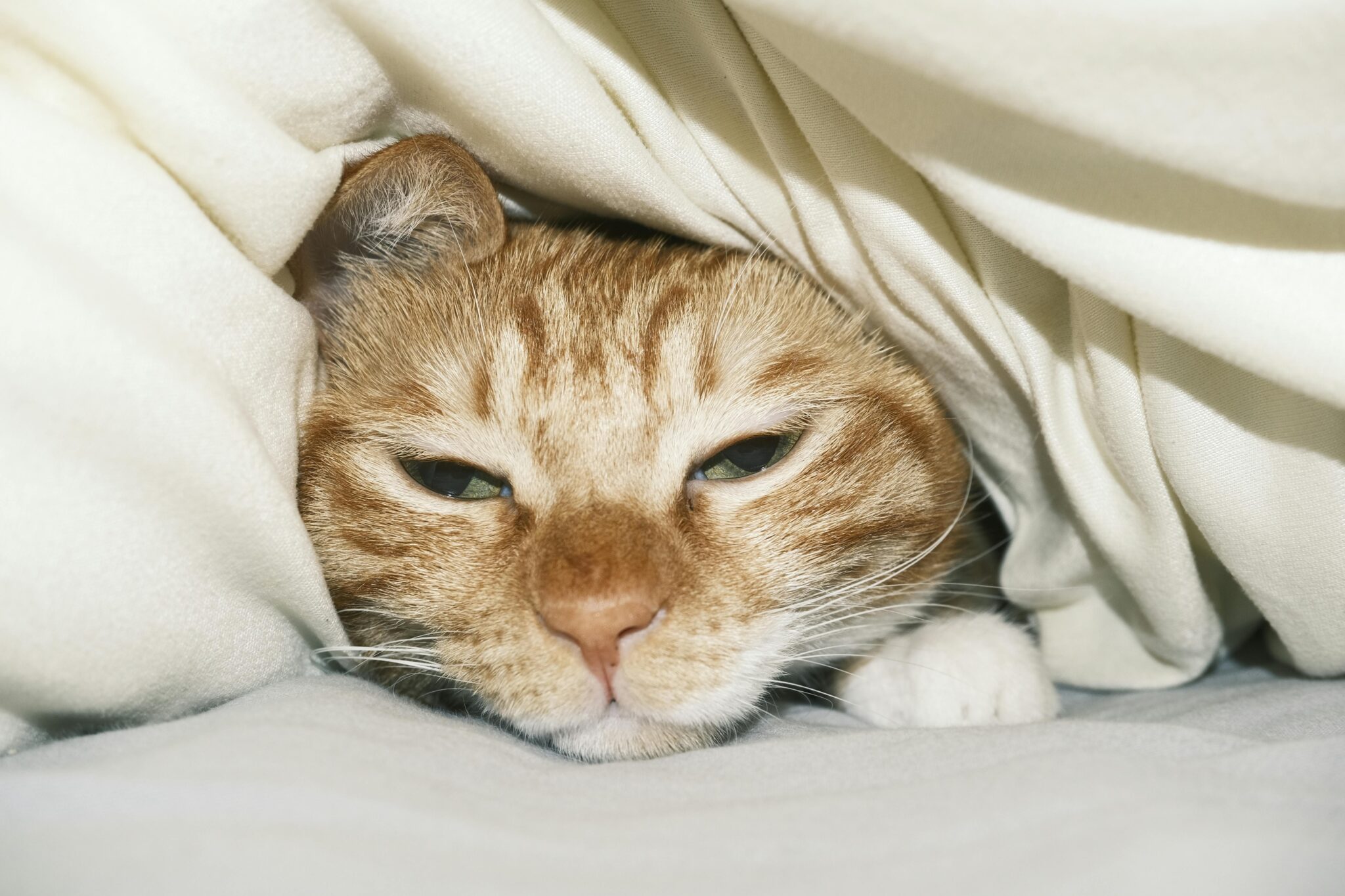 Diagnose van Feline Infectieuze Peritonitis (FIP) - Online Vet Training
